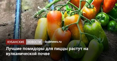 Лучшие помидоры для пиццы растут на вулканической почве