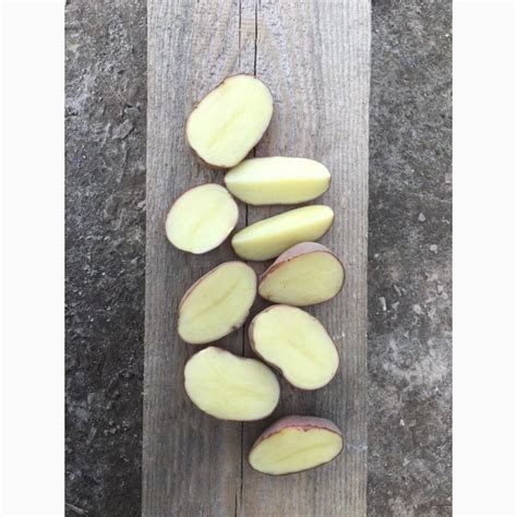 Картофель продовольственный — Agro-Kazakhstan