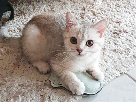 4cats Heimtierbedarf – Katzenspielzeug Made in Germany