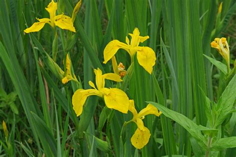 Iris pseudacorus
