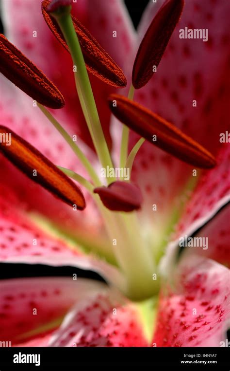 A Stargazer lily Stock Photo - Alamy