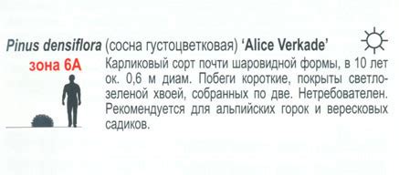Сосна густоцветная / Сосна / Хвойные / Энциклопедия растений ...