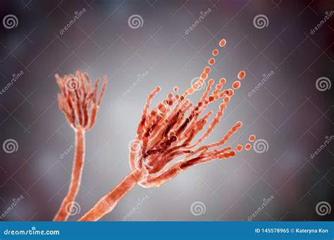 Fungi Penicillium Roqueforti Stock Illustration - Illustration of ...