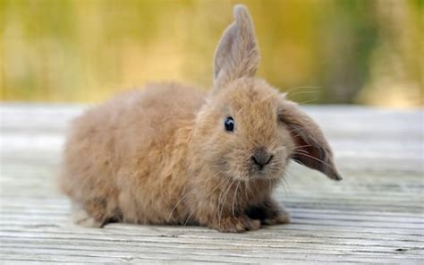 The world's first bunny spa is coming to London