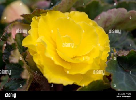 Begonia 'Non Stop Yellow Red Back' Stock Photo - Alamy