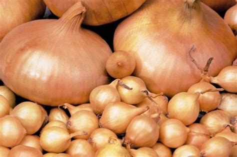 Выращивание лука репчатого