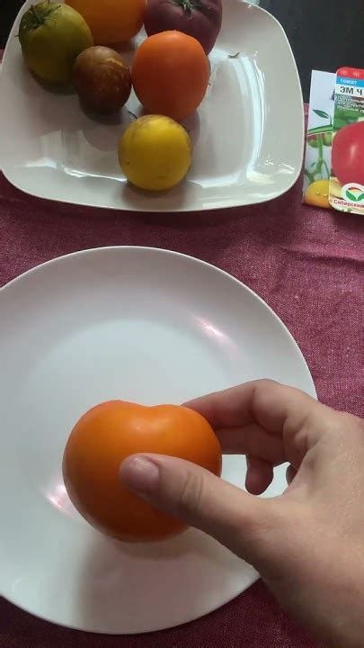 Томат Артистка #помидоры #томаты #tomatogarden #огород #овощи #урожай # ...