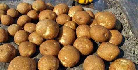 Картофель Киви. Описание сорта, фото, отзывы