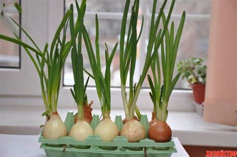 Лук на подоконнике рубль бережет | Vegetables, Food pictures, Food
