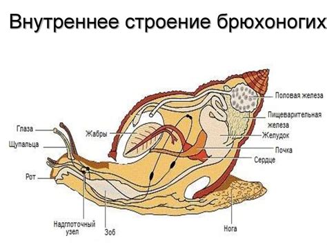 Практикум по зоологии. Моллюски - презентация онлайн