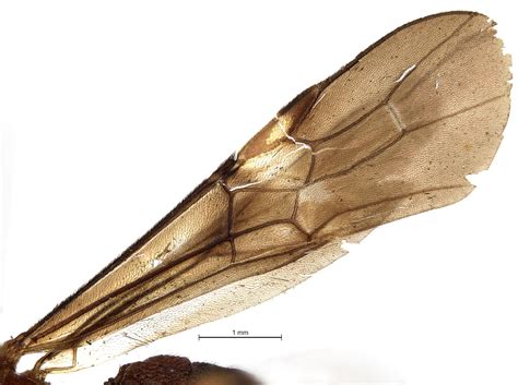 Soter species - WaspWeb