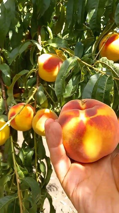Высококачественный персик МЕССИНА позднего срока созревания #сад #шортс ...