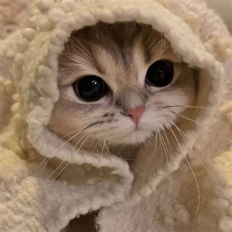 Пин на доске Cute animals | Детеныши животных, Милые детеныши животных ...