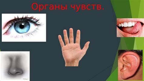 Презентация. Органы чувств. 3 класс.