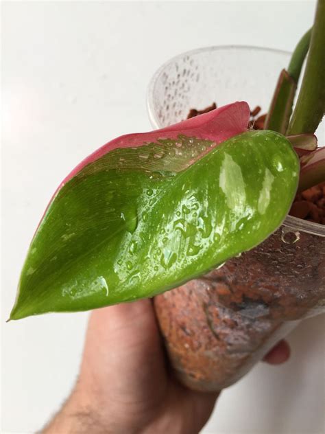 Philodendron white princess