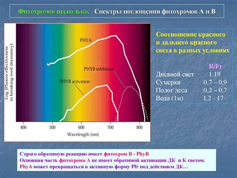 Системы фоторецепторов. Эффекты фитохромов - презентация онлайн