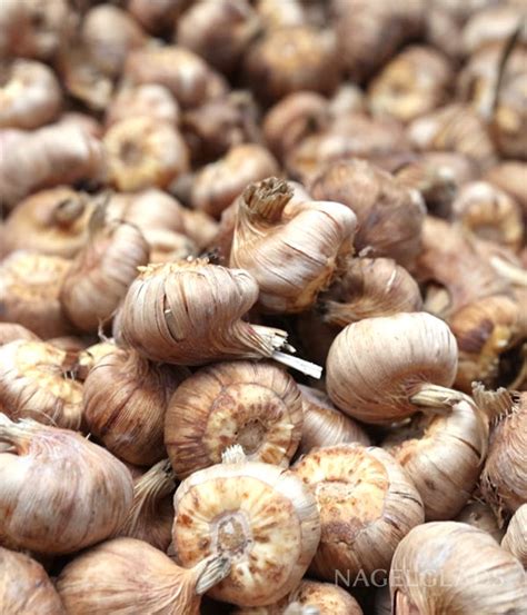 Nova Zembla Gladiolus Flower Bulbs – Nagel Gladiolus Bulbs