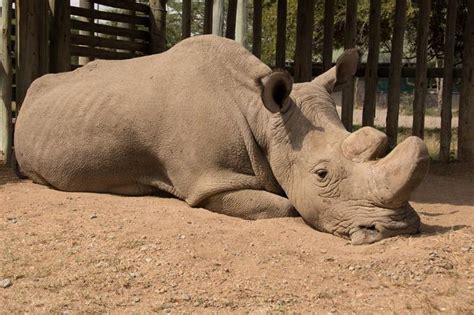 Rhino