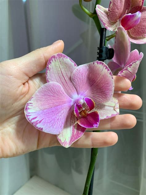 Phal Pirat Picotee в 2024 г | Цветы, Орхидея, Орхидеи
