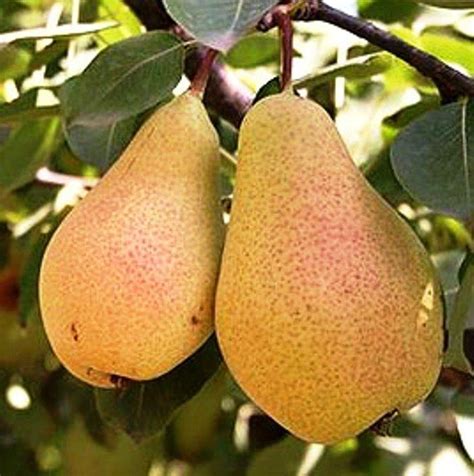 Купить Груша Конференция Цена, фото, описание, отзывы. Курьерская ...