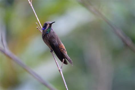 Kolibry – terraincognita.pl