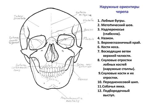 Кости черепа. Анатомия, физиология, кинетика в краниосакральной модели ...
