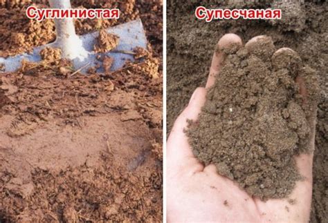 Абрикос Шалах. Описание сорта, фото, отзывы