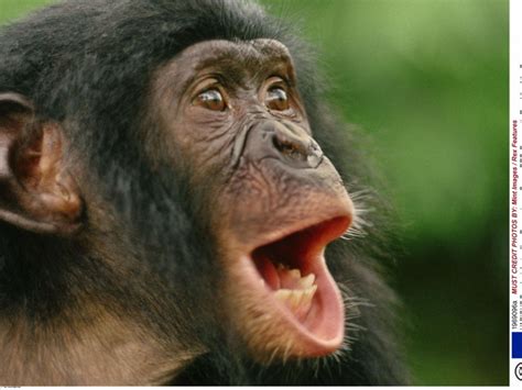 Les Bonobos ont le rythme dans la peau