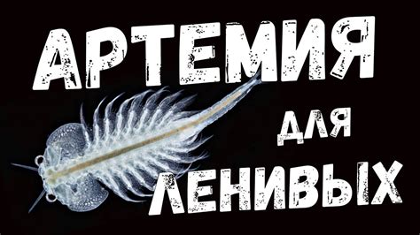 Выведение науплии артемии без аэрации / Декапсулированные яйца артемии ...