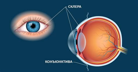 Склера глаз (белочная оболочка): структура, заболевания и лечение