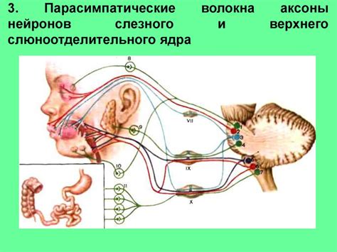 Функциональная анатомия черепных нервов. Часть II - презентация онлайн