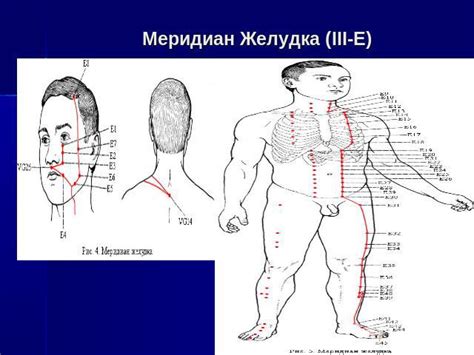 Презентация на тему "Меридиан легких (I-P)" - скачать презентации по ...