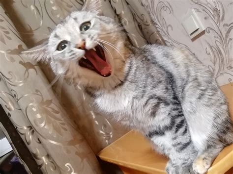 Котейка | Пикабу