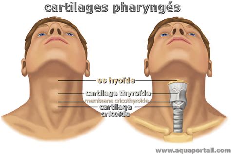 Cartilage cricoïde : définition et explications
