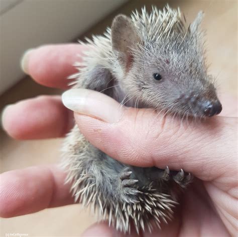 InCelligence - Igel-Tanreks