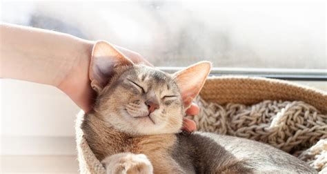 9 начина да се сближите с котката си - Котки - DogsAndCats.bg
