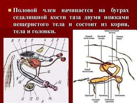 Акушерская физиология. Анатомия и физиология половых органов самцов ...