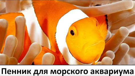 Пенник, скимер для морского аквариума как устроен и принцип работы ...