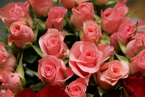 Bouquet Of Roses Pictures, Photos, and Images for Facebook, Tumblr ...