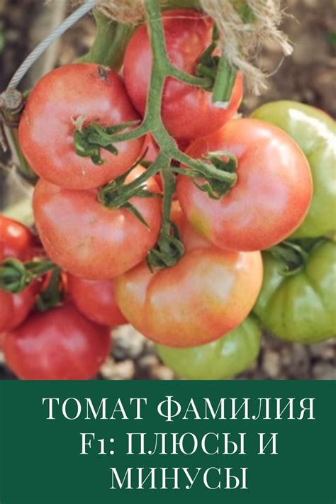 Томат Марьина Роща Отзывы Фото — Фото Картинки