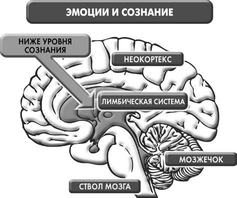 Сам себе плацебо: как использовать силу подсознания для здоровья и ...
