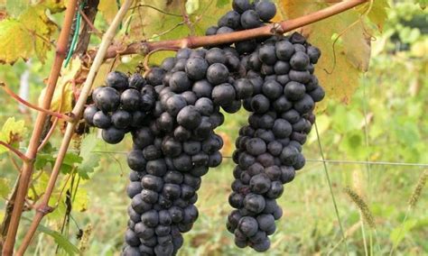 Zinfandel is Coming Home | Croatia Week