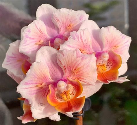 Phal. Yellow Shine Girl 2.5''