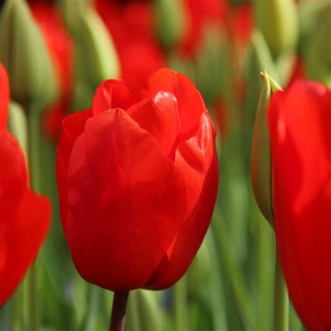 Tulipa 'Lalibela' - buy plants at Coolplants