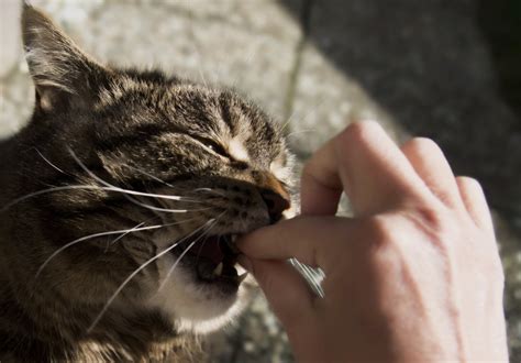 Как дать коту таблетку: полезные советы