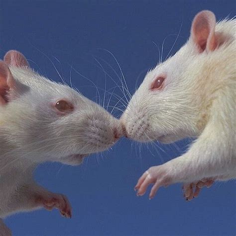 крыски | Cute little animals, Cute rats, Pet rats