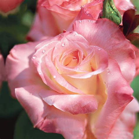 Elegant Lady Hybrid Tea Rose | Jackson & Perkins
