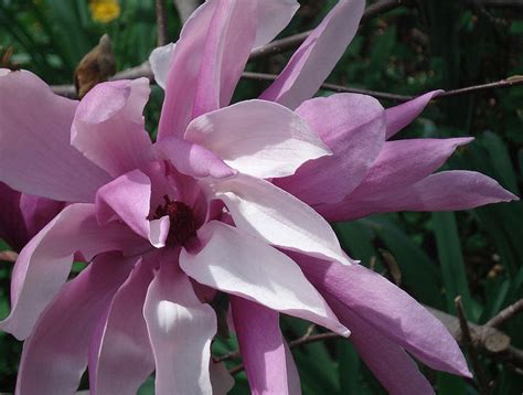 Magnólia Betty (Bety) | Magnolia Betty - Záhradníctvo ABIES