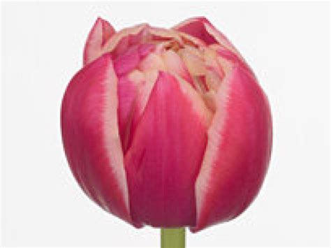 Tulips 8 March. Тюльпаны на 8 Марта