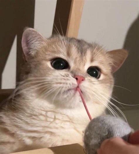 Kitiy : r/kittykittersonreality